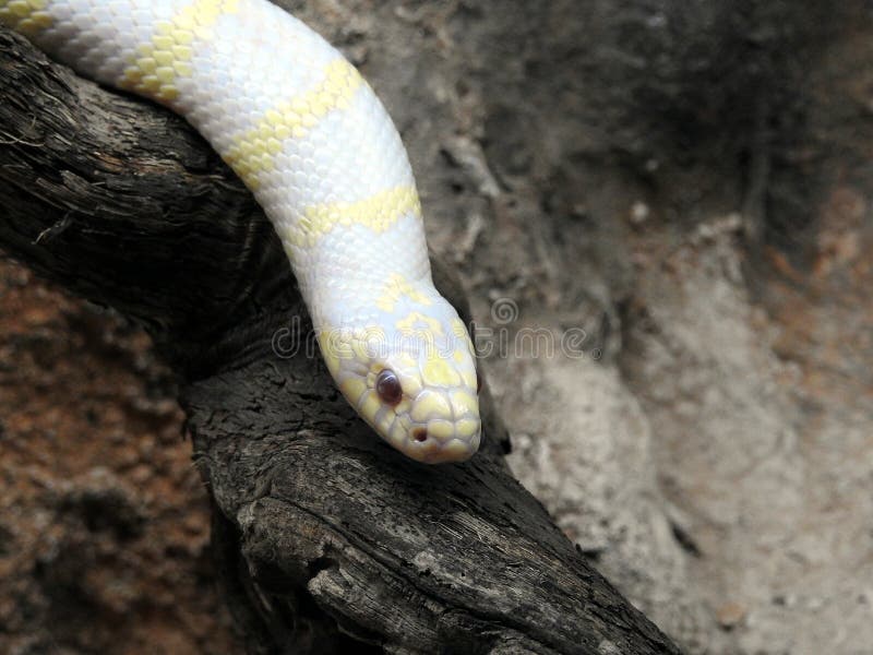 Albino Snake stock afbeelding. Image of griezelig, sluit - 153913629