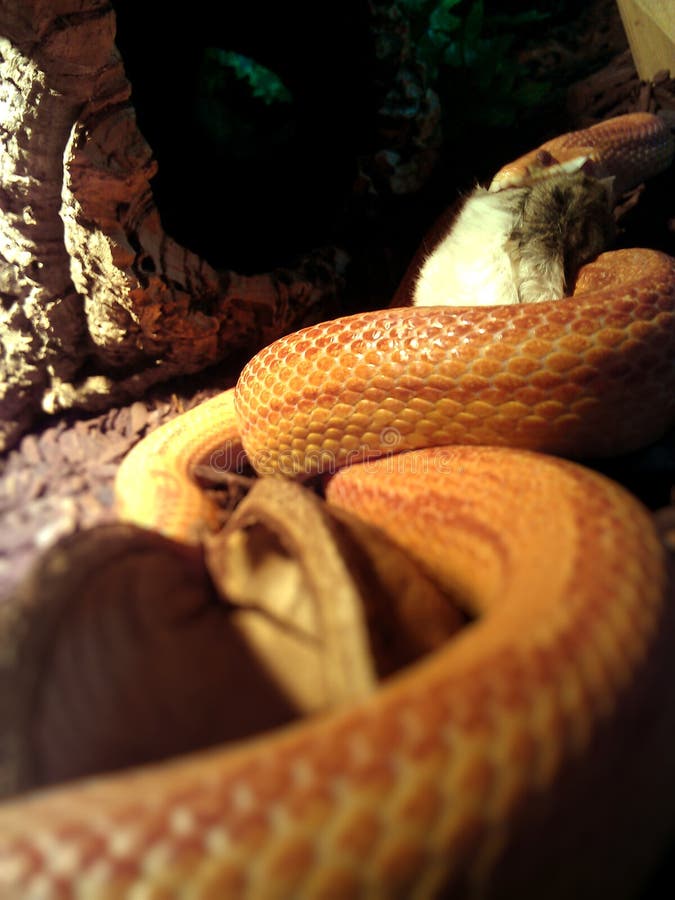 La serpiente come el ratón imagen de archivo. Imagen de herpetology ...