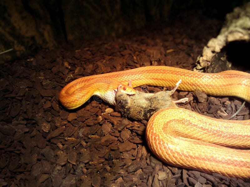 Albino Snake eat a mouse stock photo. Image of meal, animals - 43408672