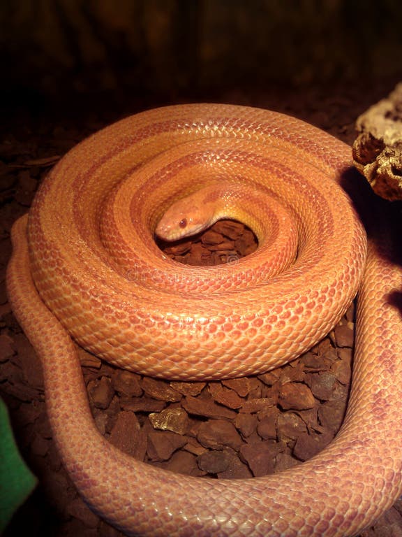 Albino Snake / Grass Snake - Ringelnatter Stock Image - Image of snake ...