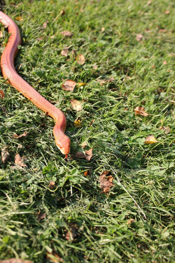 Albino Snake / Grass Snake - Ringelnatter Stock Image - Image of face ...