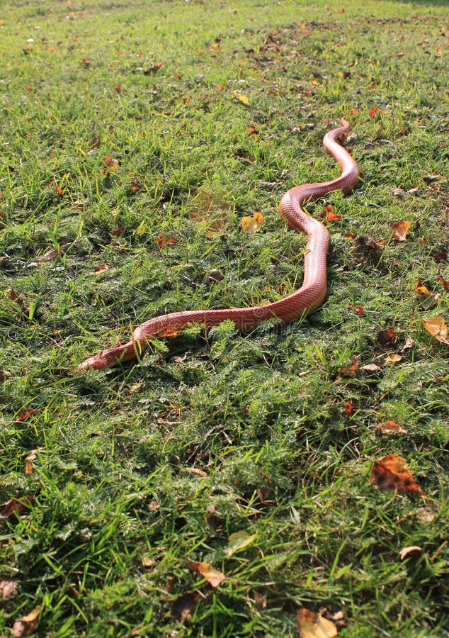 Albino Snake / Grass Snake - Ringelnatter Stock Image - Image of python ...