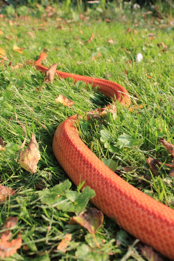 130 Albino Grass Snake Stock Photos - Free & Royalty-Free Stock Photos ...