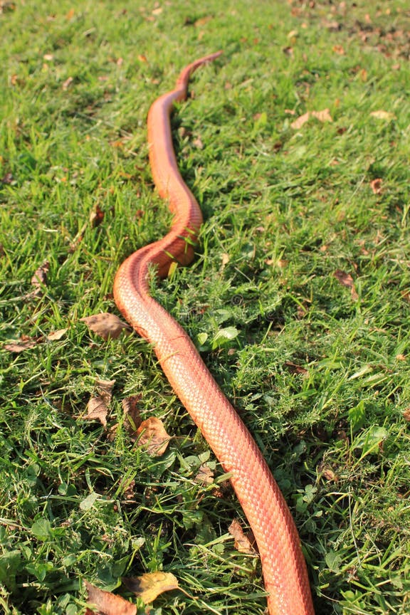 Albino Snake / Grass Snake - Ringelnatter Stock Image - Image of corn ...