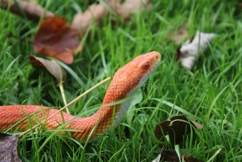 Albino Snake - Grass Snake - Ringelnatter on Grass Stock Photo - Image ...