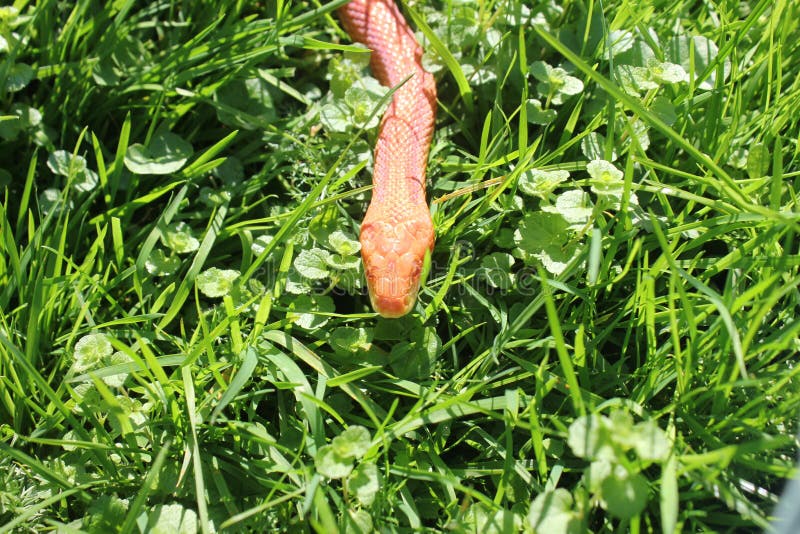 A Albino Snake - Grass Snake - Ringelnatter on Grass Stock Image ...