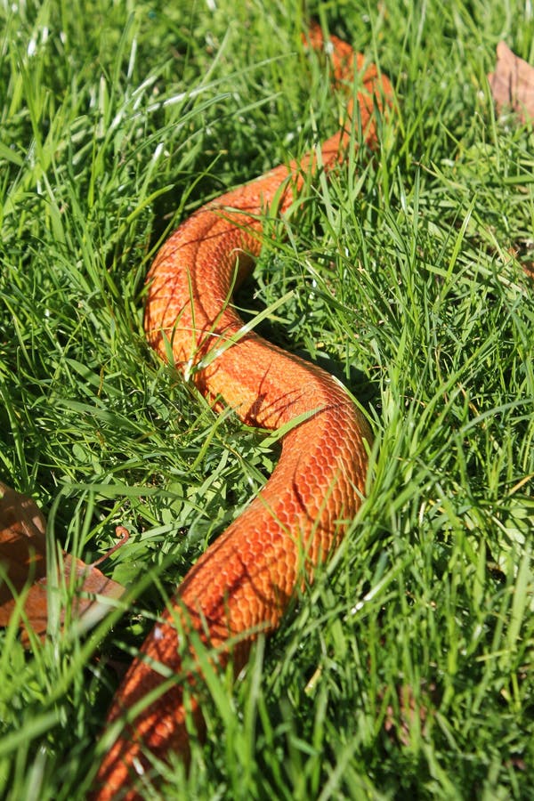 A Albino Snake - Grass Snake - Ringelnatter on Grass Stock Photo ...