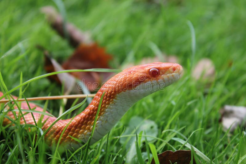 A Albino Snake - Grass Snake - Ringelnatter on Grass Stock Image ...