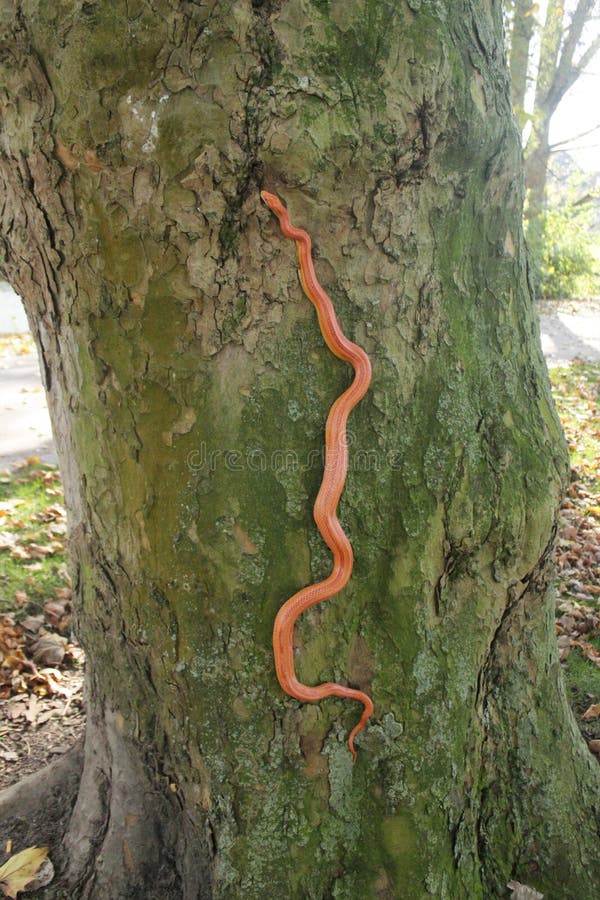 Albino Snake Grass Snake Ringelnatter Tree Stock Photos - Free ...