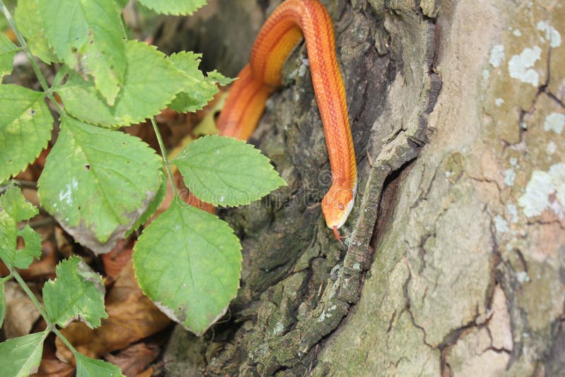 Albino Snake - Grass Snake - Ringelnatter on Tree Stock Image - Image ...
