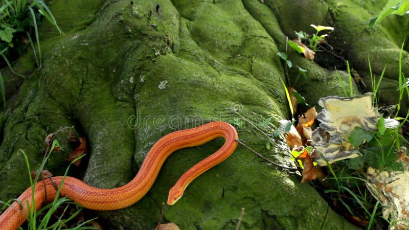Albino Snake - Grass Snake - Ringelnatter on Tree Stock Footage - Video ...