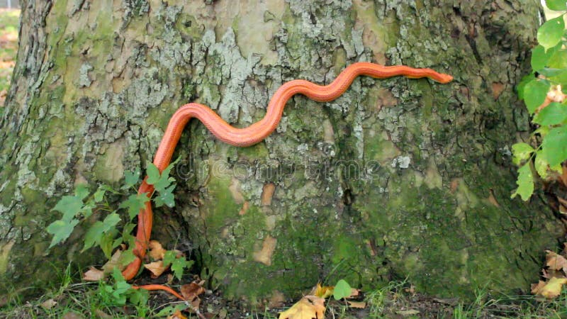 Albino Snake - Grass Snake - Ringelnatter on Tree Stock Video - Video ...