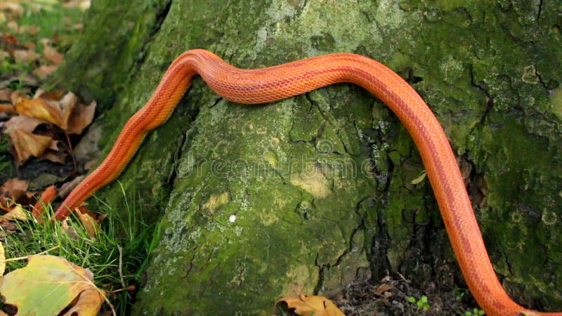 Albino Snake - Grass Snake - Ringelnatter on Tree Stock Video - Video ...