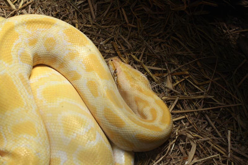 Albino snake stock image. Image of domesticated, rare - 35080401