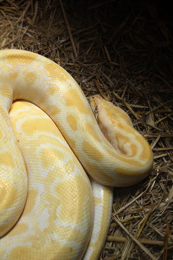 Albino snake stock image. Image of wildlife, exotic, sinister - 35080413