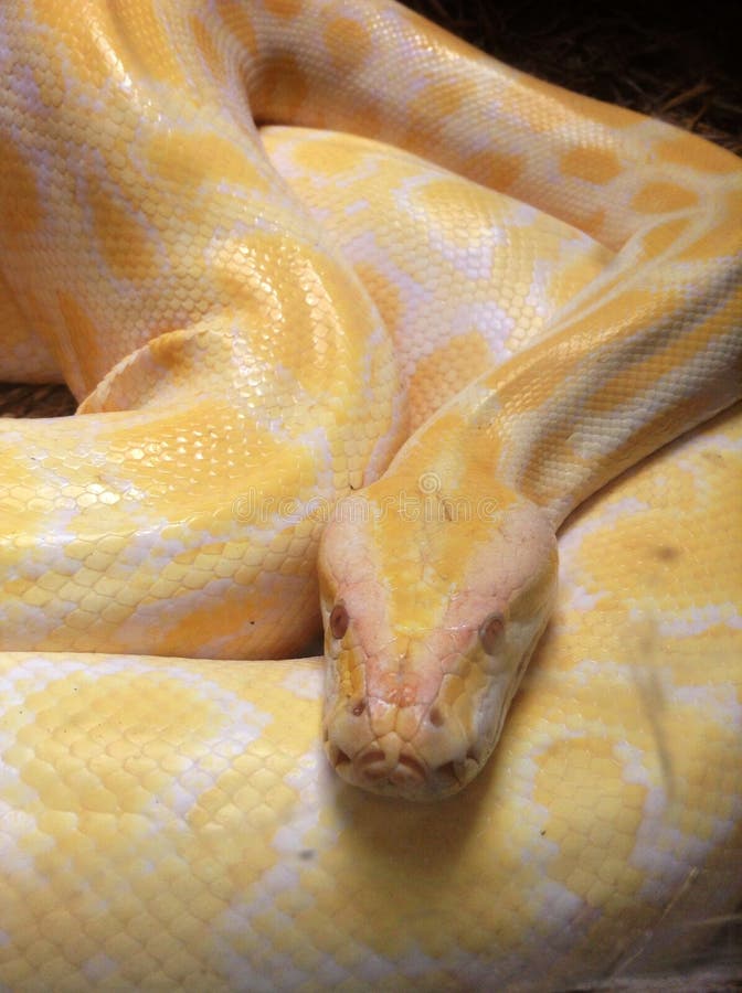 Albino snake stock photo. Image of sinister, animal, zoology - 35403326