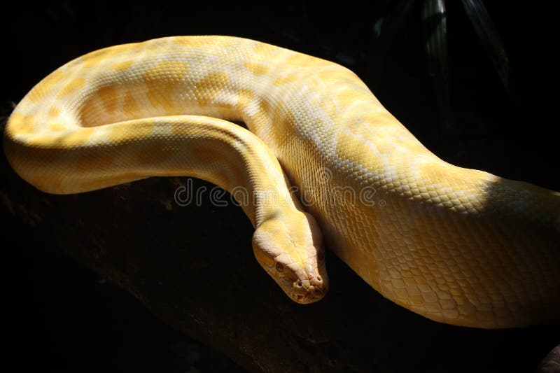 Albino snake stock photo. Image of yellow, exotic, rare - 35403138