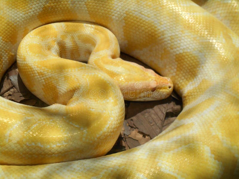 Albino snake stock photo. Image of sinister, animal, zoology - 35403326