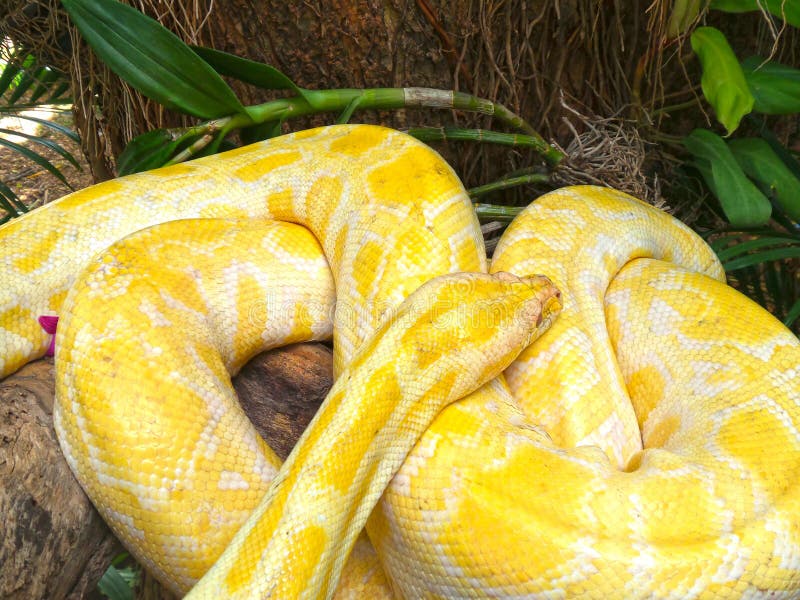 Albino snake stock photo. Image of snake, closeup, biology - 36153444