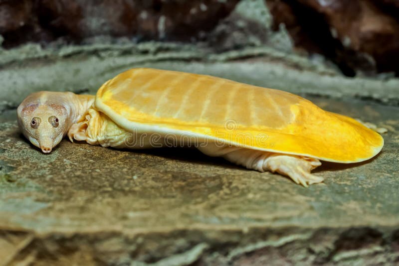 Albino Long Neck Turtle Stock Photos - Free & Royalty-Free Stock Photos ...
