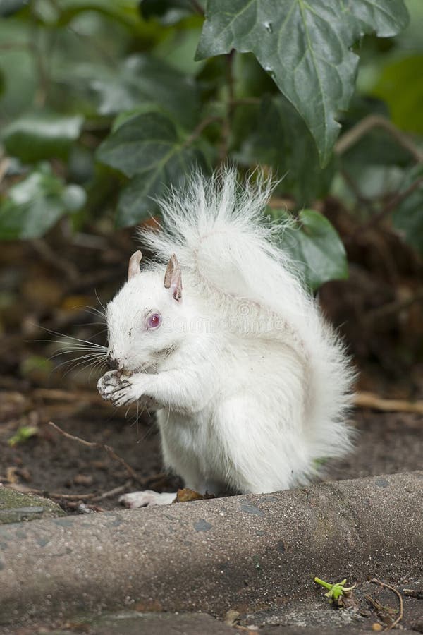 Cute Baby White Squirrel