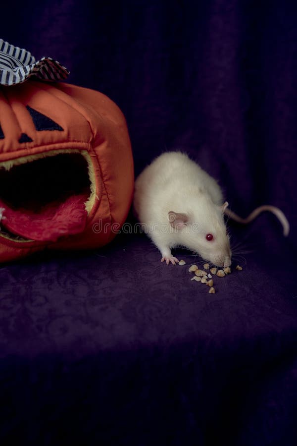Albino Standard Rat Hides in the Bed House in the Shape of a Pumpkin ...