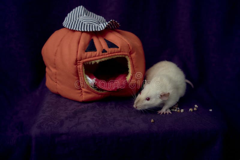 Albino Standard Rat Hides in the Bed House in the Shape of a Pumpkin ...