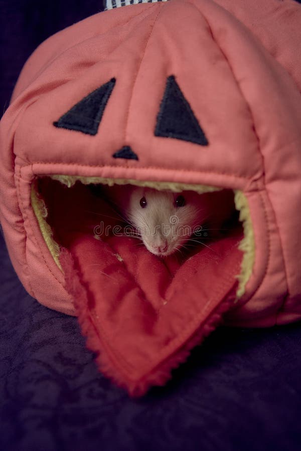 Albino Standard Rat Hides in the Bed House in the Shape of a Pumpkin ...