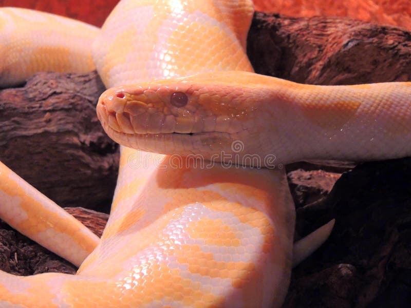 Albino Tiger Python stock image. Image of pattern, python - 86579947