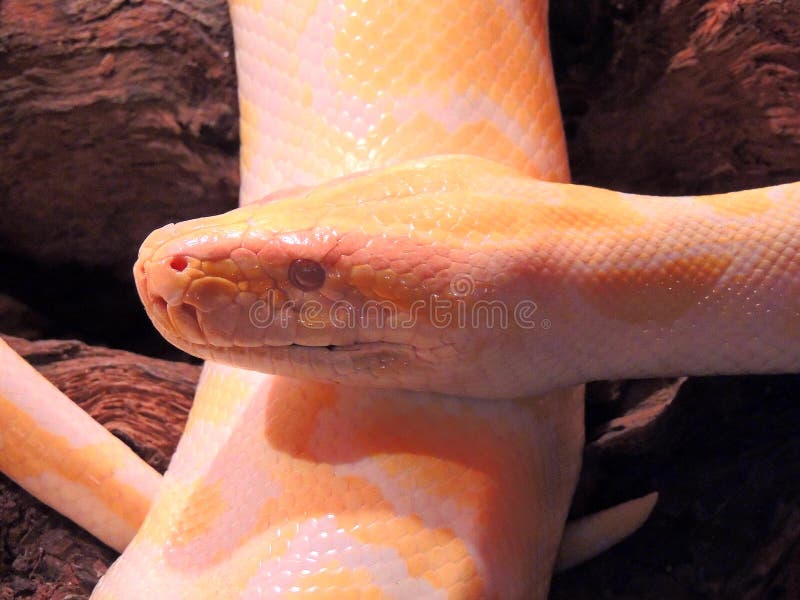 Albino Tiger Python stock photo. Image of python, wild - 86579998