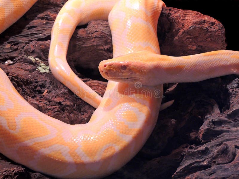 Albino Tiger Python stock photo. Image of albino, snake - 86580092