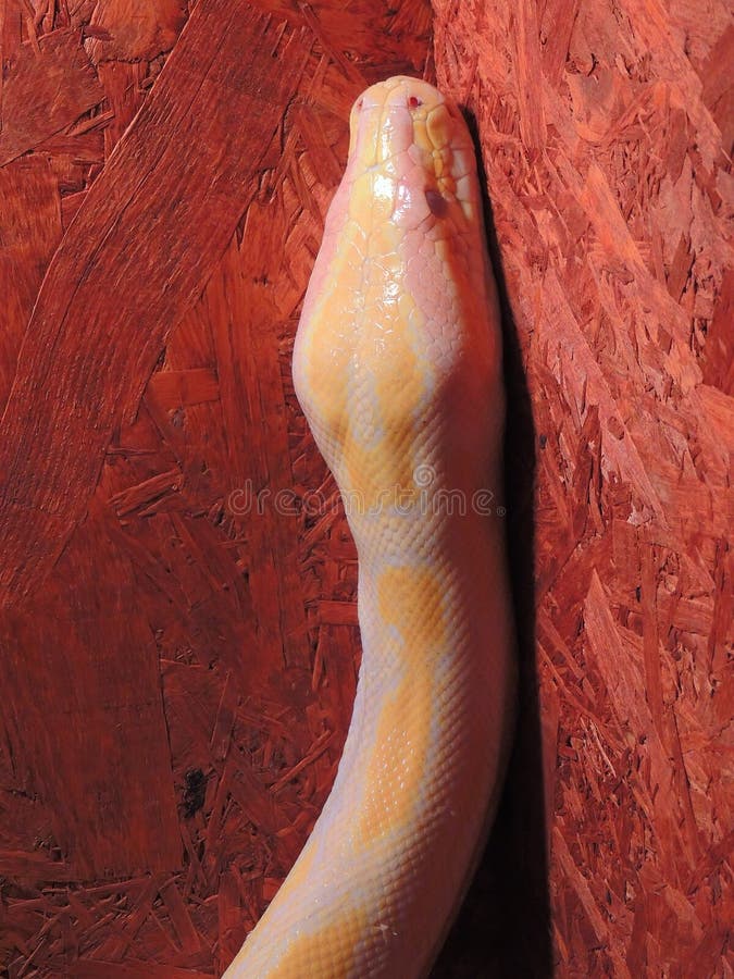 Albino Tiger Python Skin foto de archivo. Imagen de arrastrador - 86579934
