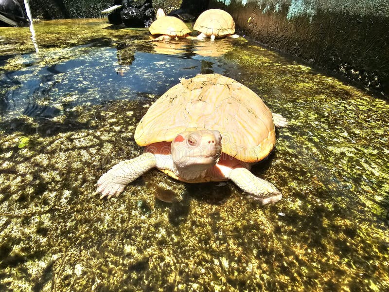 Albino Turtle in the Water Park Beautifull Stock Photo - Image of park ...