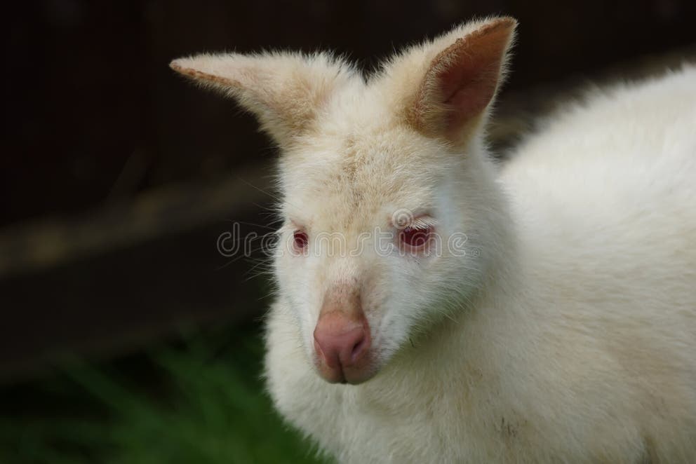 Albino Wallaby stock photo. Image of pink, close, australian - 26681832