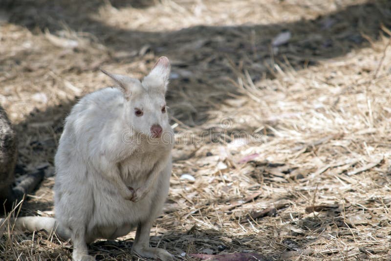 An Albino Wallaby in a Field Stock Photo - Image of pink, albino: 142737272