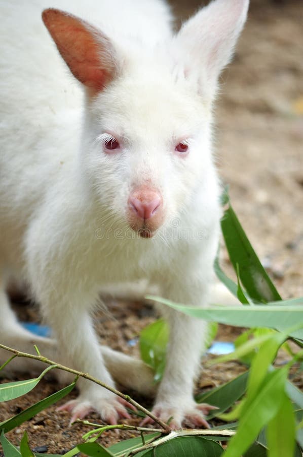 Albino wallaby stock photo. Image of park, pink, beautiful - 33750198