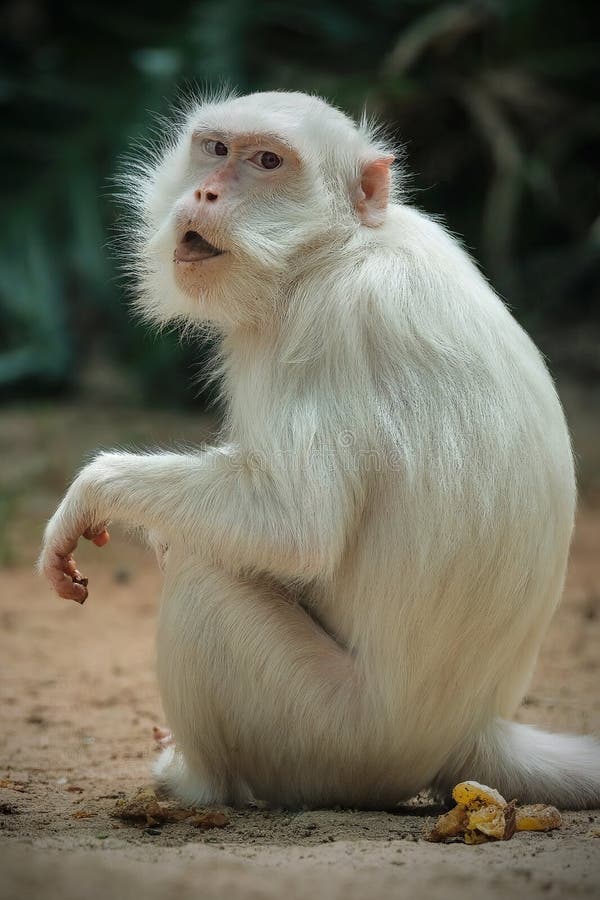 Albino white monkey stock photo. Image of nature, margasatwa - 309856052