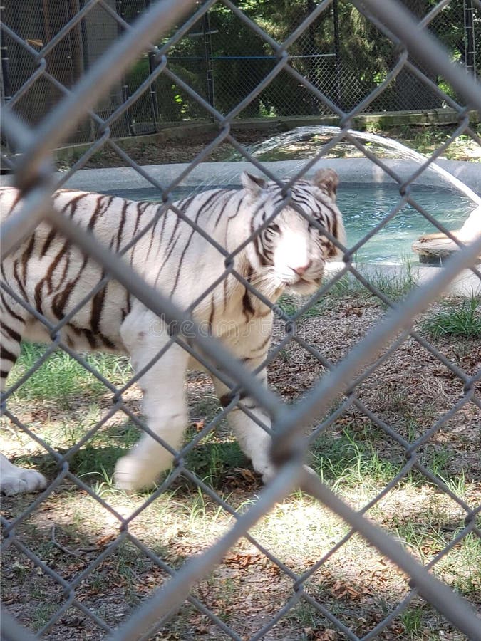 Albino white tiger stock image. Image of tiger, albino - 226017721
