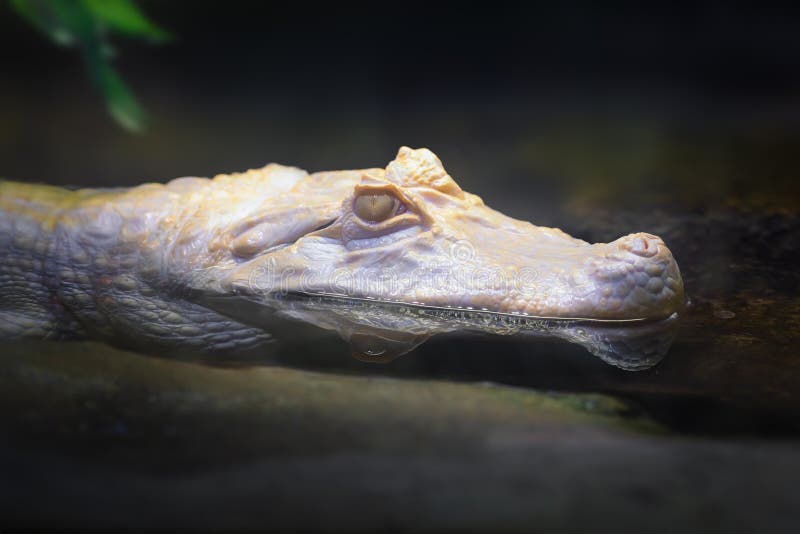 Albino Yacare Caiman - White Caiman Stock Image - Image of caimaninae ...