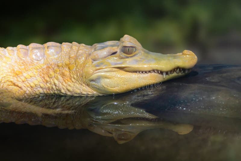 Albino Yacare Caiman - White Caiman Stock Photo - Image of leucistic ...
