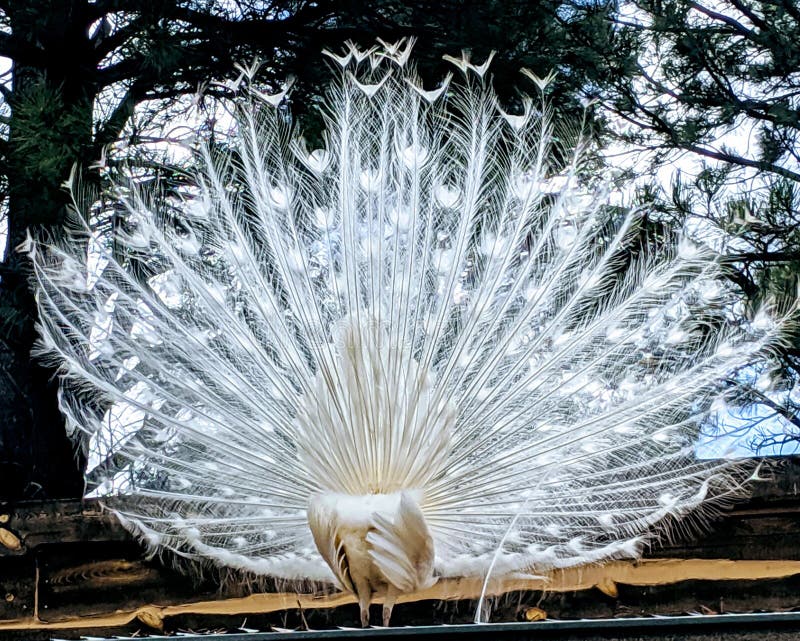 Albino Peacock-Profil stockbild. Bild von albino, pfau - 150061843