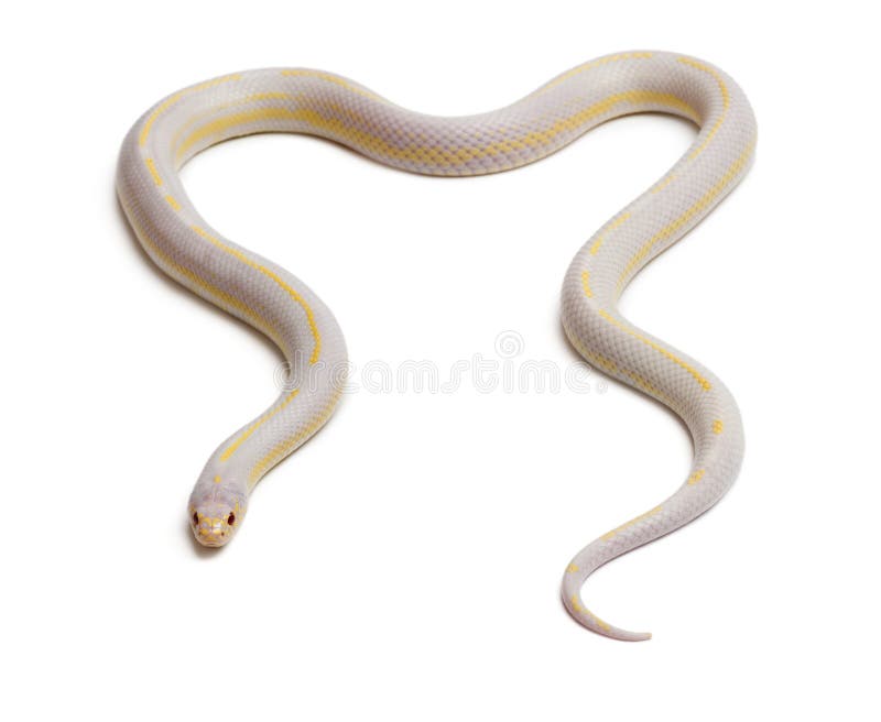 Banana Eastern Kingsnake or Common Kingsnake Stock Photo - Image of ...