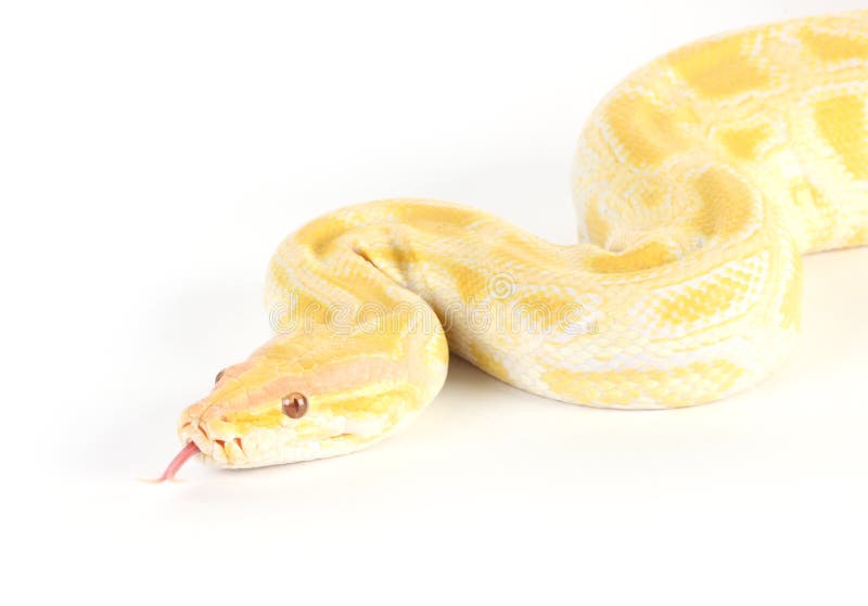 Albinosa królewski pyton obraz stock. Obraz złożonej z piłka - 60164589