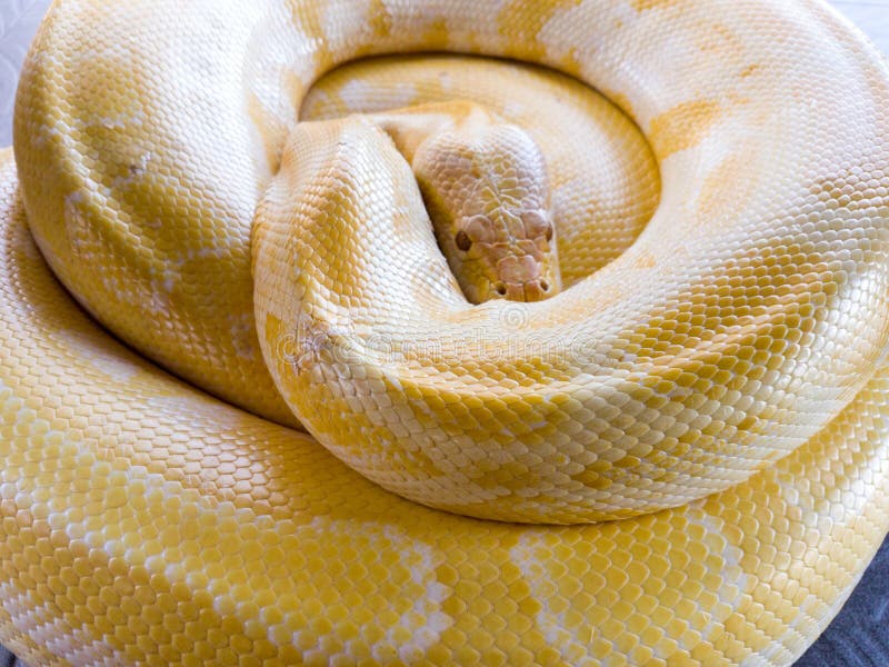 Albinoslang stock foto. Image of albino, patroon, soorten - 36151218