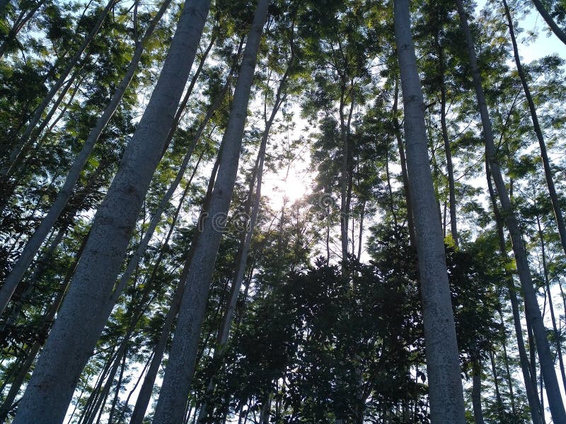 Beautiful Albizia Trees Under the Sun Stock Image - Image of beautiful ...