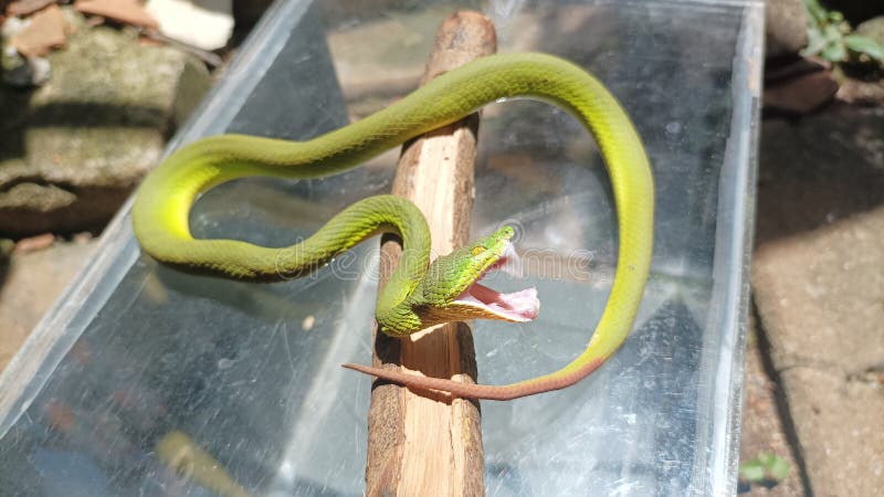 The Albo Tree Snake is Very Venomous Stock Image - Image of albo ...