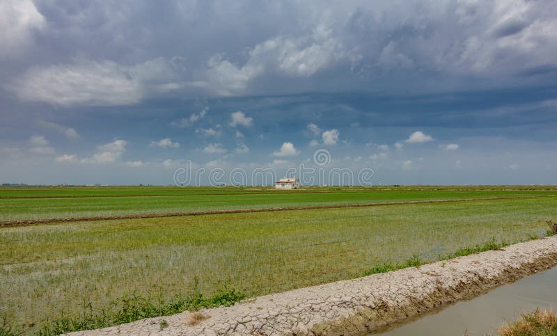 Albufera Rice Fields, Stormy Day Stock Photo - Image of green, growing ...