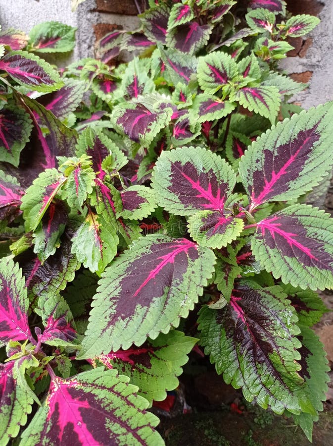 Album Collection Picture Leaf Esthetic Stock Image - Image of leafs ...