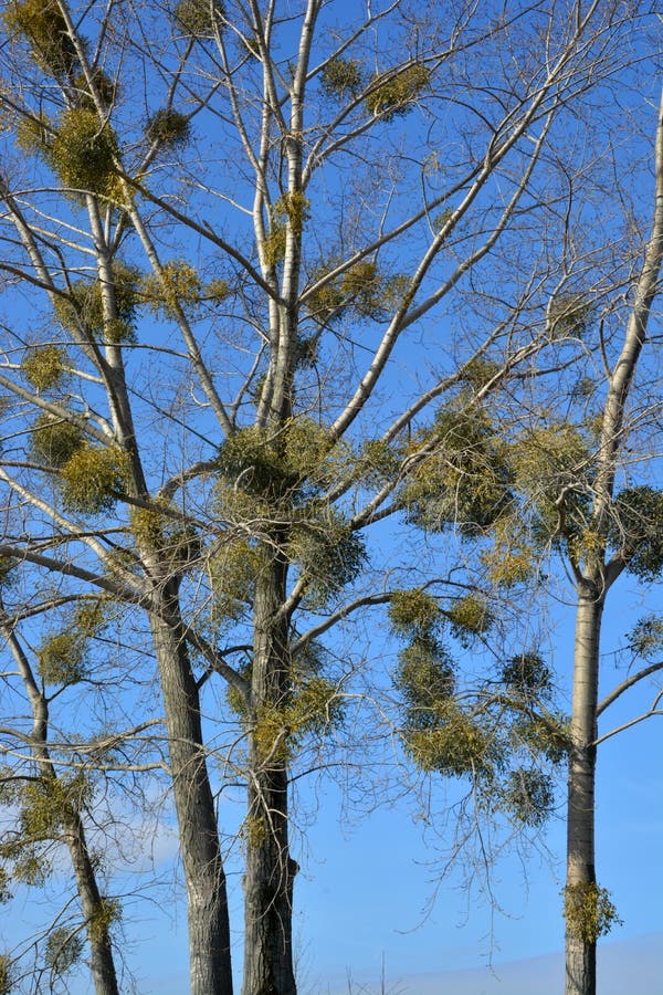 Album De Viscum, Branche De Gui, Santalaceae De Famille, Baies Blanches ...