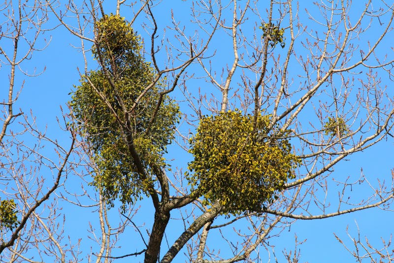Album De Viscum De Gui Sur L'arbre Photo stock - Image du sain, busch ...